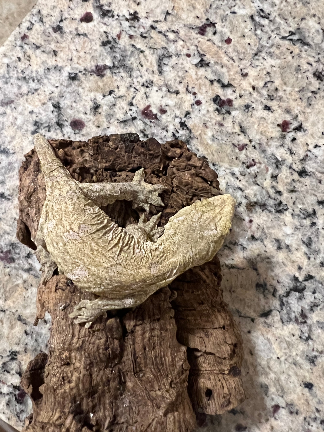 Nuu Ami Cross Leachie Leachianus Gecko by East Coast Serpents - Jason ...