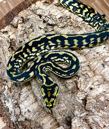 Striped Adult Male Jungle Jungle Carpet Python by East Coast Serpents ...