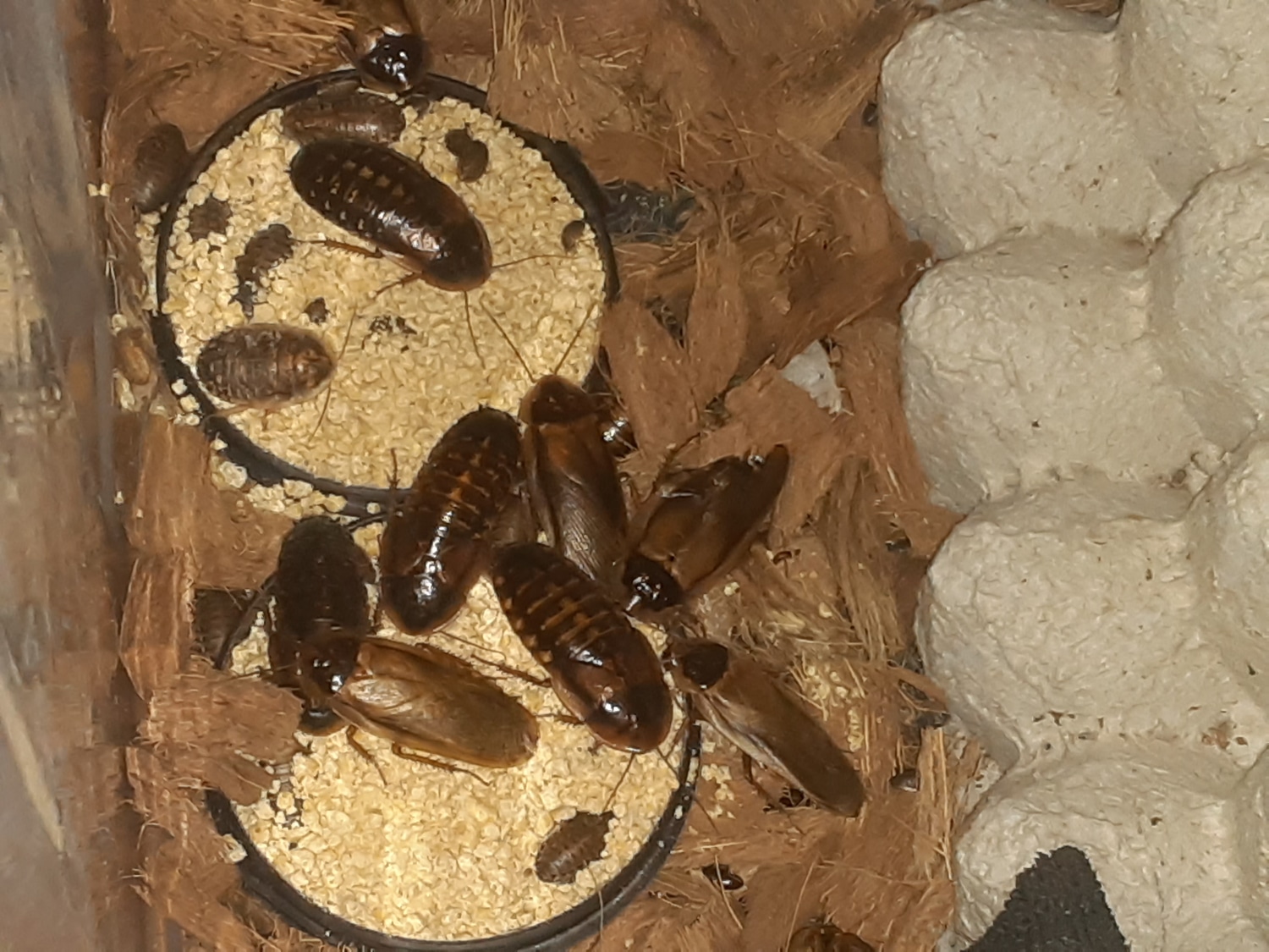 25 Small Dubia Roaches Other Invertebrate by Jason Booth's Spiders ...