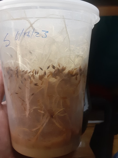 Large Flightless Fruit Fly Culture - Freshly Started More Invertebrate ...