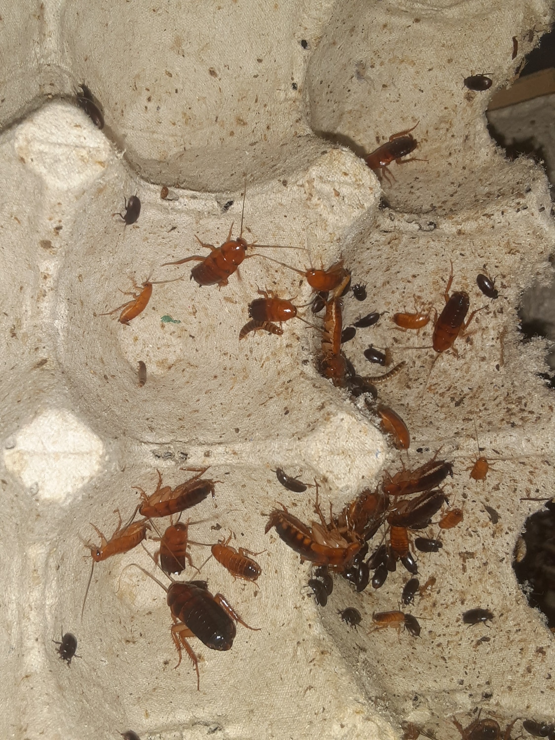 Shelfordella Lateralis (Red Runner Roach) - 50 Mixed Nymphs Other ...