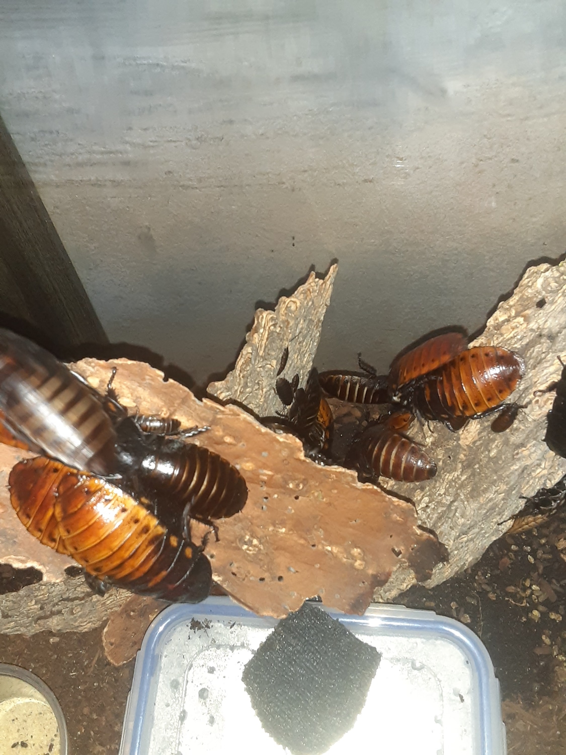 Madagascar Hissing Cockroach 8 Large Sexed Nymphs(5F, 3M) (Or Adults If ...