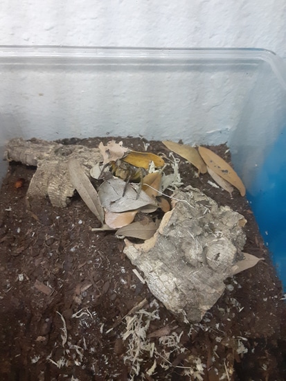 Geolycosa Missouriensis (Missouri Burrowing Wolf Spider) by Jason Booth ...