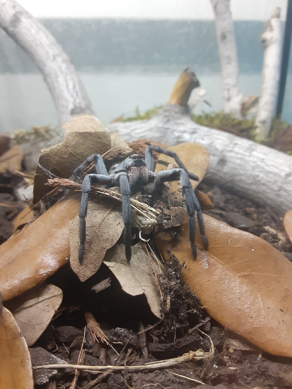 Hogna Carolinensis (Carolina Wolf Spider/Giant Wolf Spider) Unsexed ...
