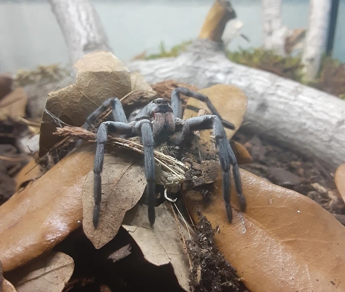 Hogna Carolinensis (Carolina/Giant Wolf Spider) Spiderlings True Spider ...