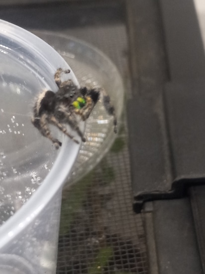 Phidippus Audax (Bold Jumping Spider) Unsexed Spiderlings True Spider ...