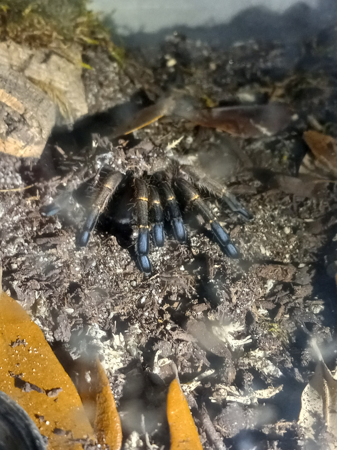 Idiothele Mira - Blue Foot Baboon Tarantula by Jason Booth's Spiders ...