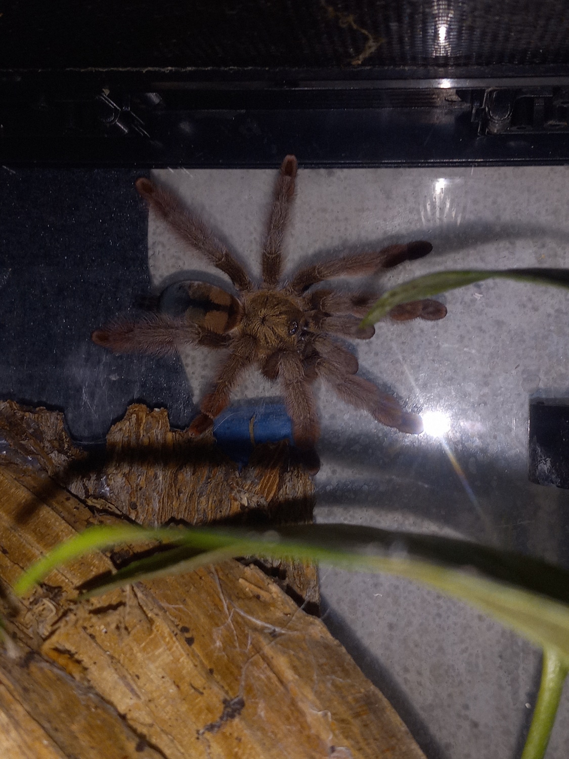 Psalmopoeus Pulcher (Panama Blonde ) Tarantula by Jason Booth's Spiders ...