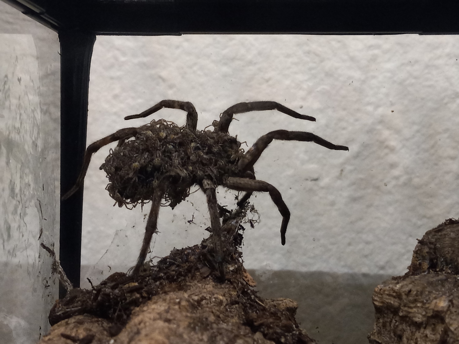 Hogna Carolinensis (Carolina/Giant Wolf Spider) Small Spiderlings by ...