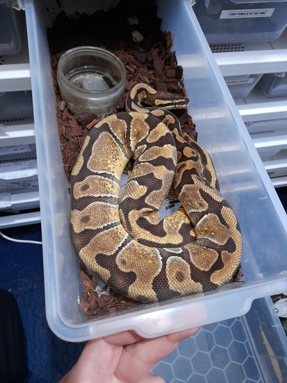 Enchi Malum Poss Orange Dream Poss Granite Ball Python by Jason Brandreth