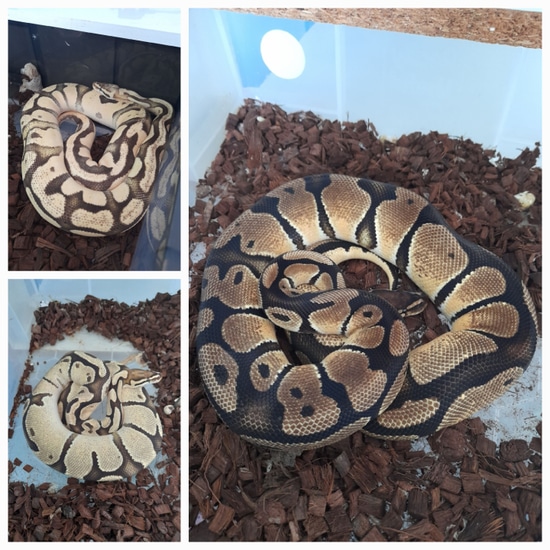 High Intensity Orange Dream Project Ball Python by Jason Brandreth