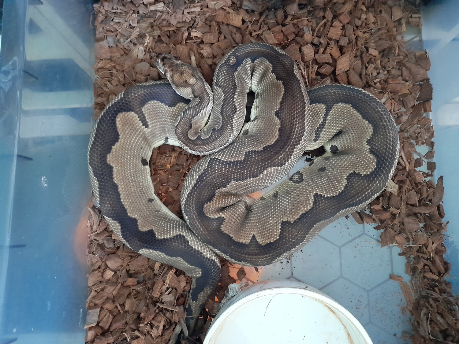 New Breeder Starter Group Ball Python by Jason Brandreth - MorphMarket