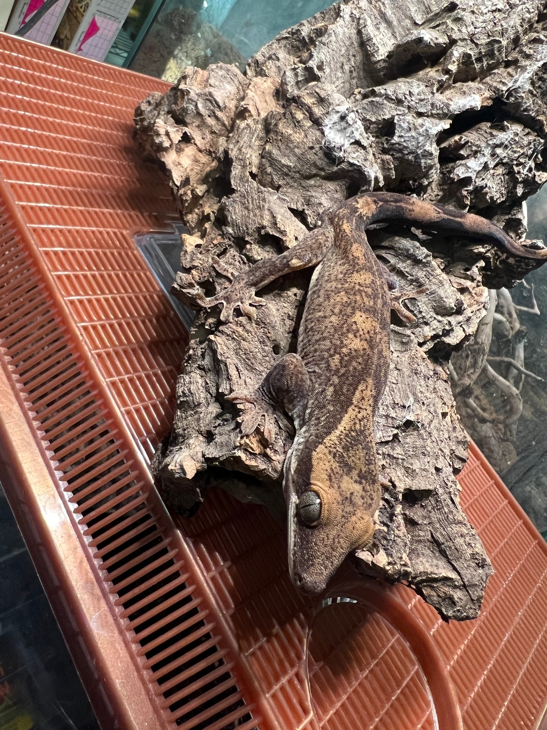 Sarasinorum Gecko More Gecko by Feeder Frenzy Reptiles - MorphMarket