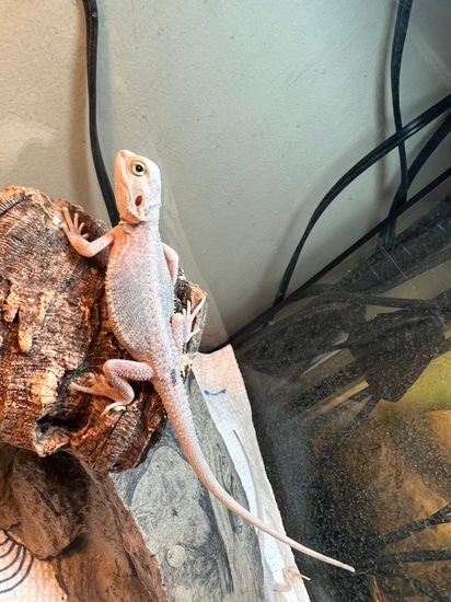 Hypo Translucent Zero Bearded Dragon Central Bearded Dragon by Feeder ...