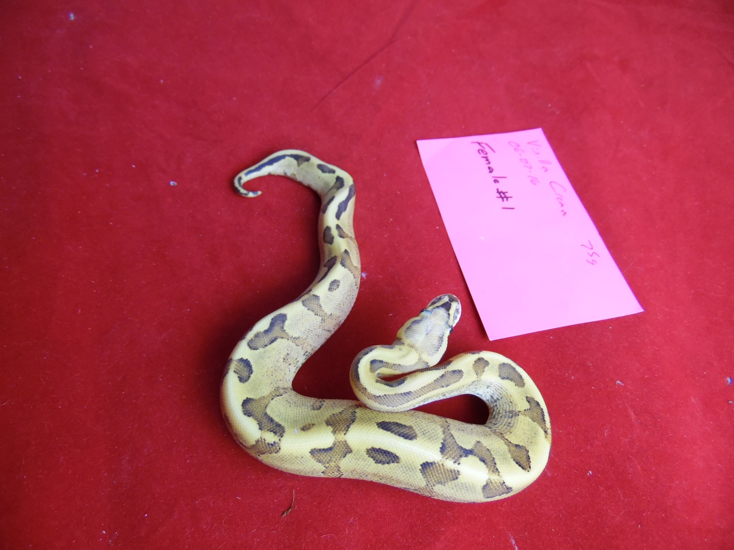 Vanilla Cream Ball Python by Texas Ball Python Morphs - MorphMarket