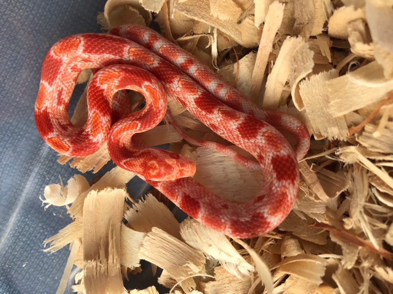 Red Zep Corn Snake by HLSReptile - MorphMarket
