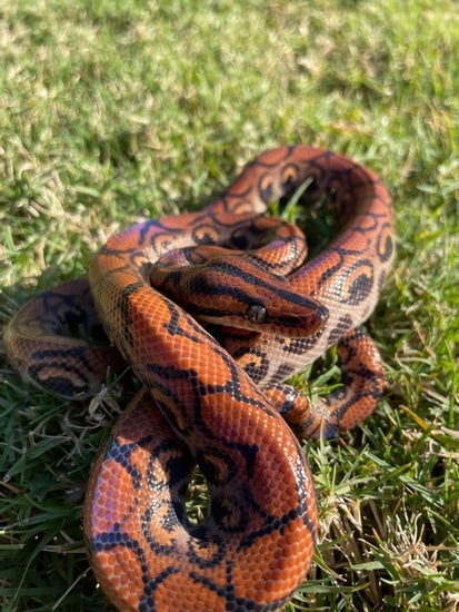 Peruvian Locale Brazilian Rainbow Boa by HLSReptile