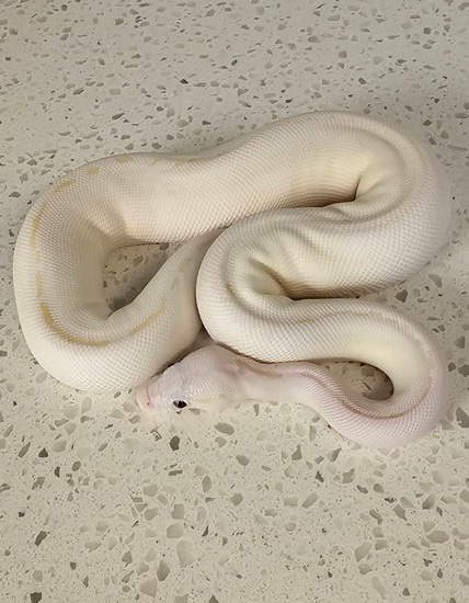 2023 Blue Eyed Lucy Ball Python by DADsss