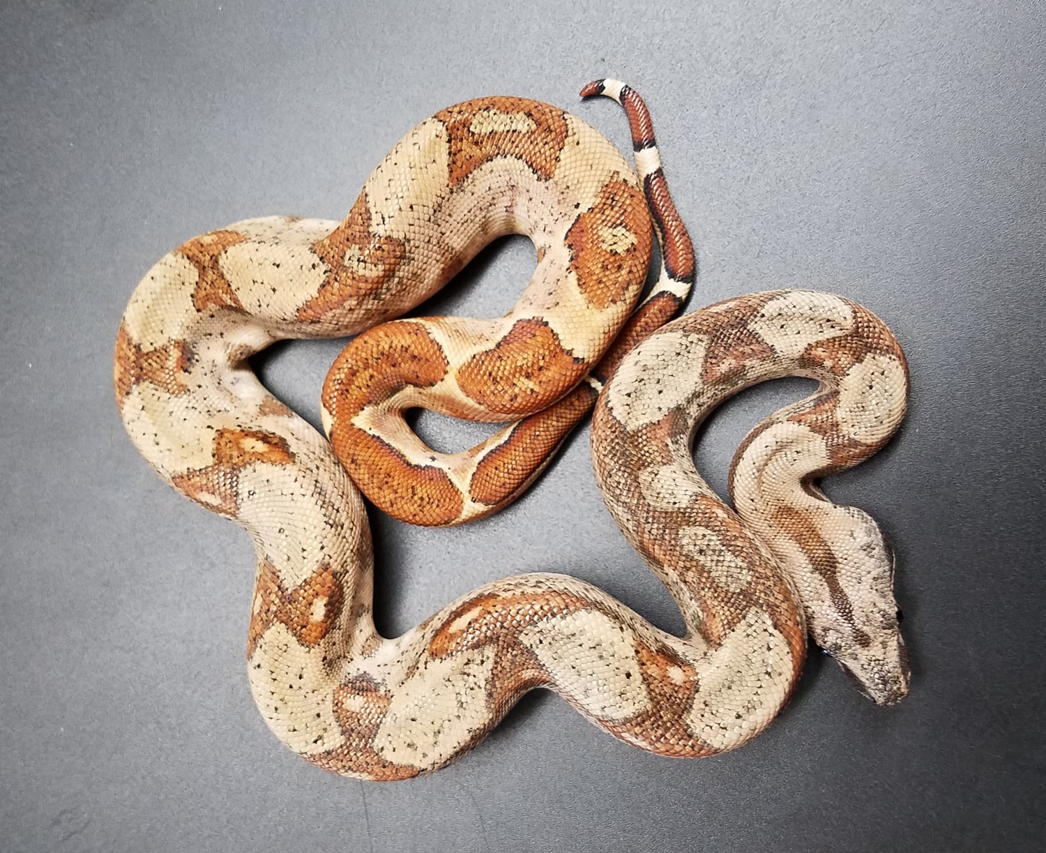 Hypo Het T Positive Albino Boa Constrictor by Kittinger Reptiles ...