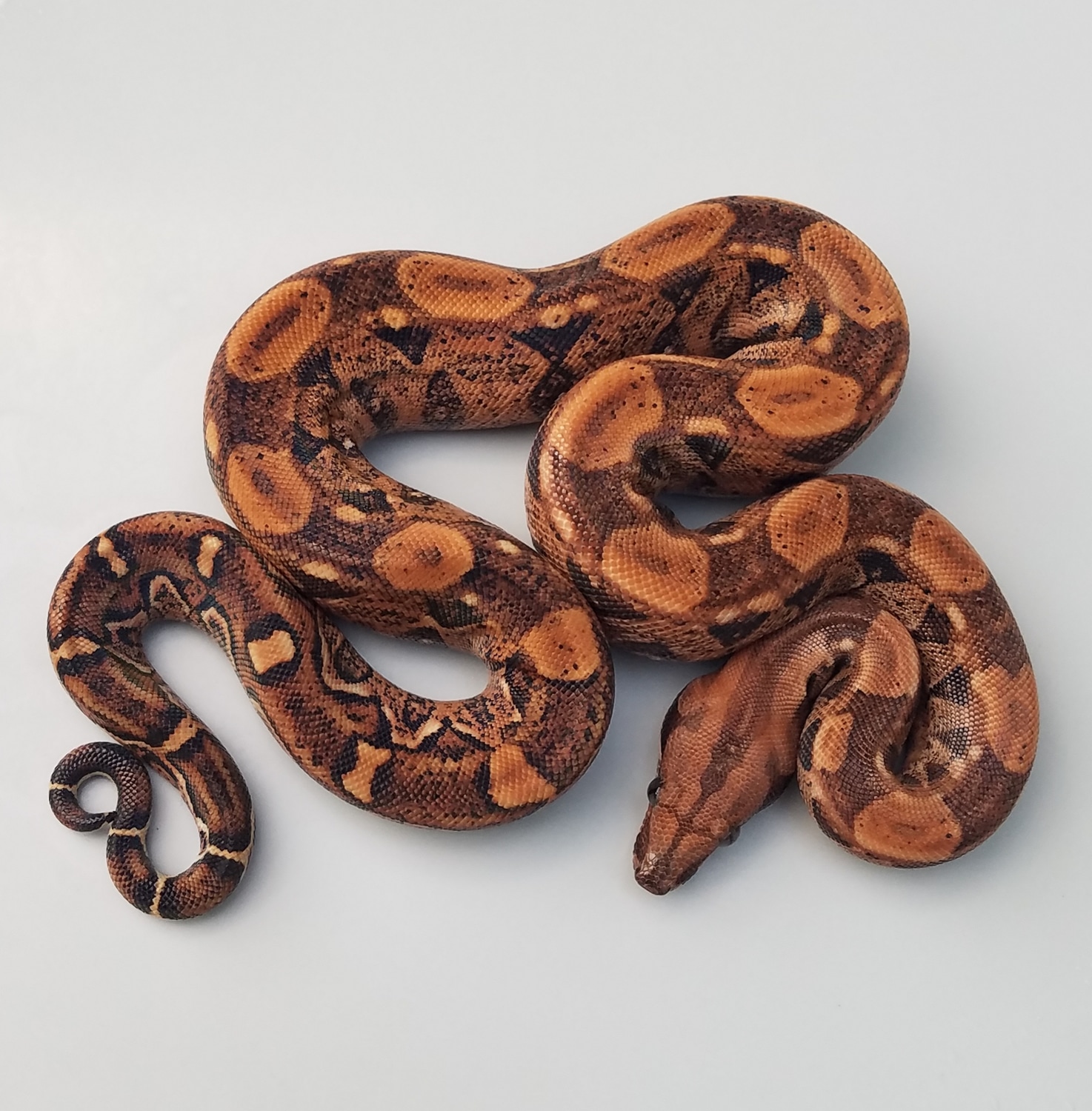 Blood Boa Boa Constrictor by Kittinger Reptiles - MorphMarket
