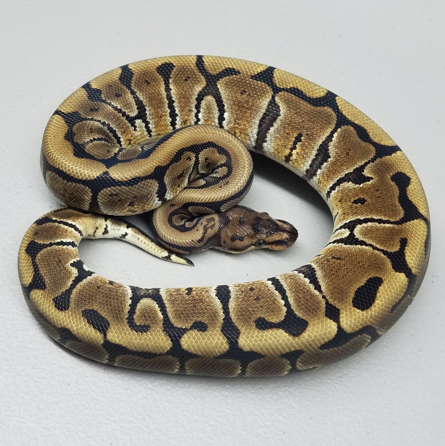 Hidden Gene Woma Het Clown Ball Python by Kittinger Reptiles - MorphMarket