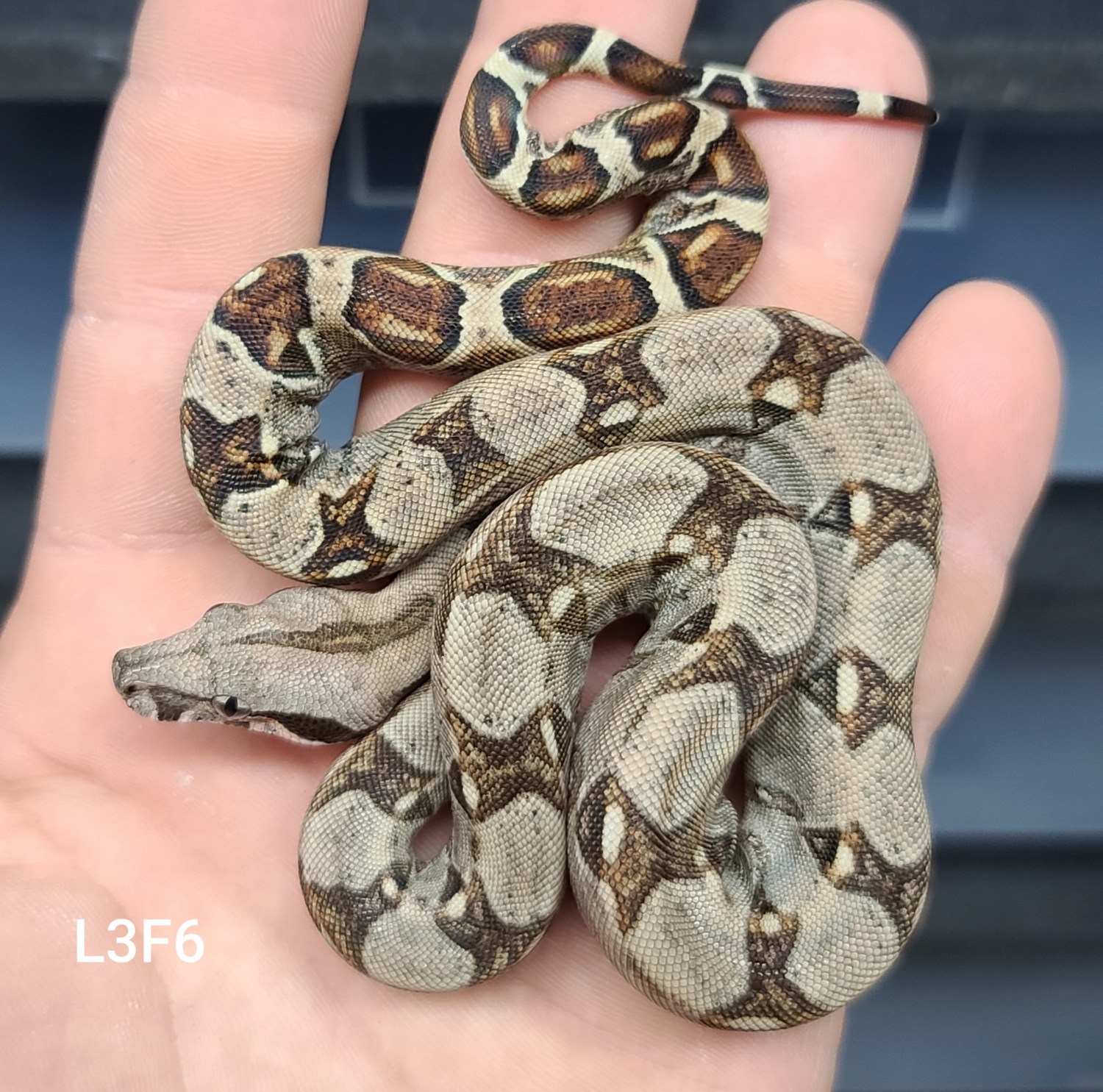 100% Het Blood 66% Het Kahl Albino Boa Constrictor by Kittinger ...