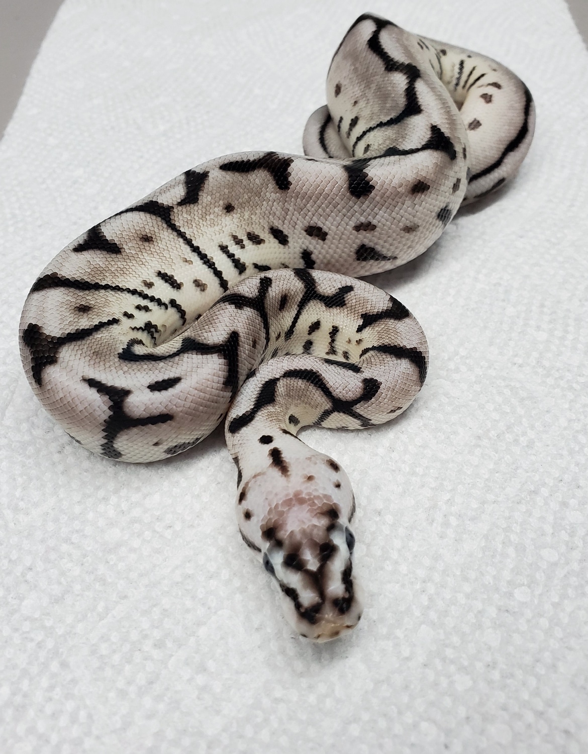 VPI Axanthic Bumblebee Leopard Ball Python by Kittinger Reptiles ...