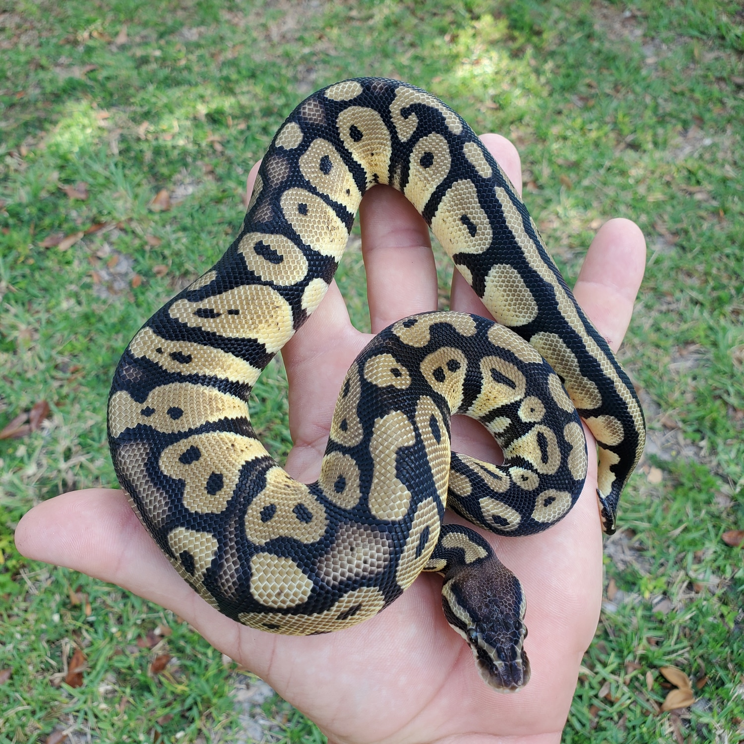 Pastel Double Het Desert Ghost VPI Axanthic Pos Het Pied Ball Python by ...