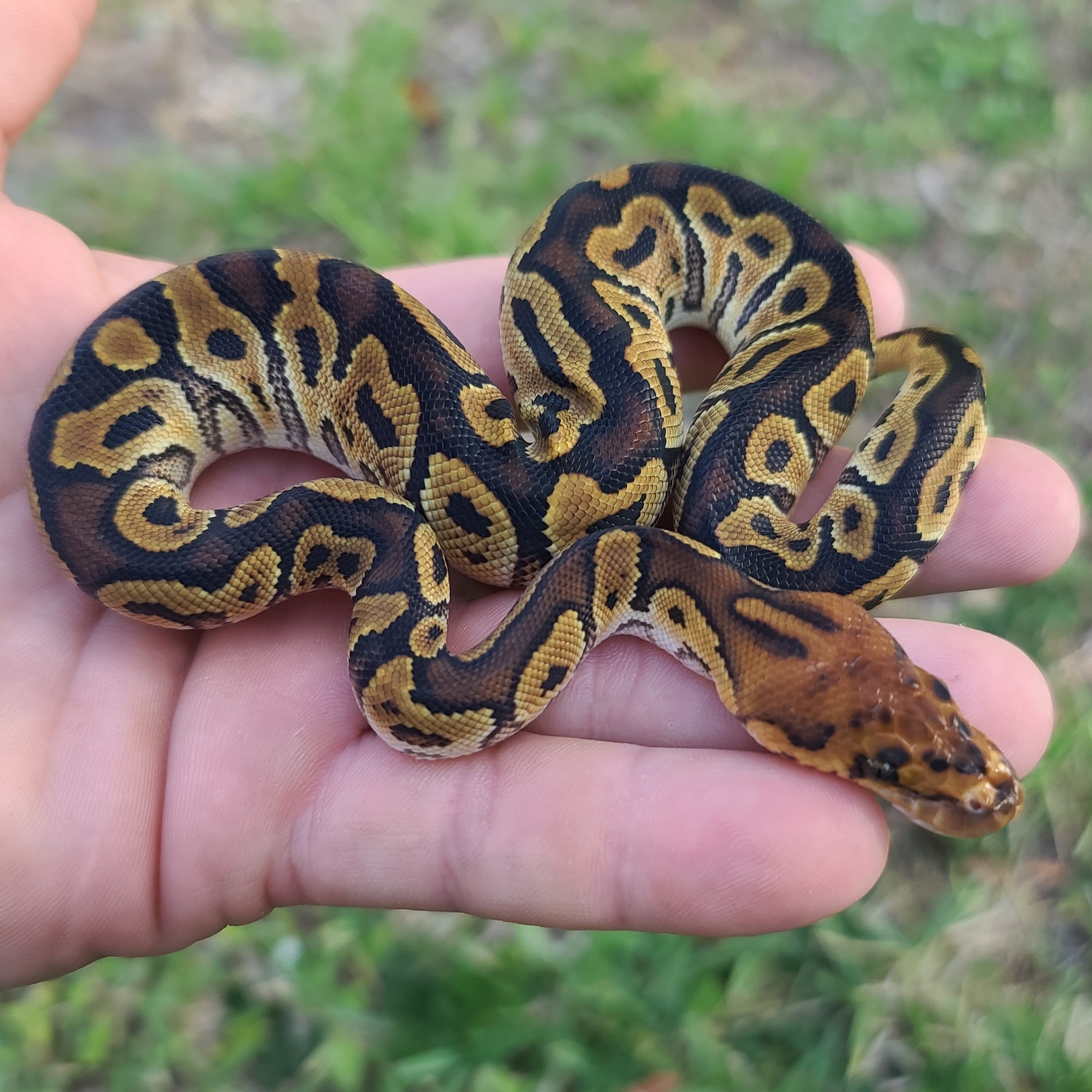 Cypress Clown Ball Python by Kittinger Reptiles - MorphMarket