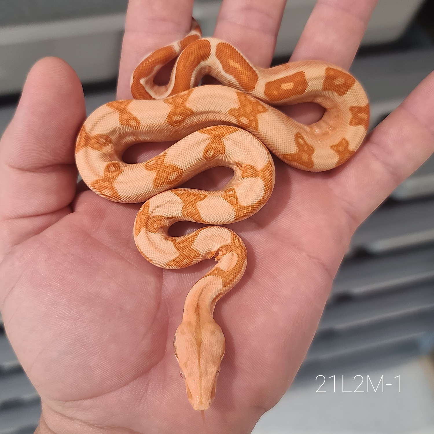Coral Sunglow Het Blood Boa Constrictor by Kittinger Reptiles - MorphMarket