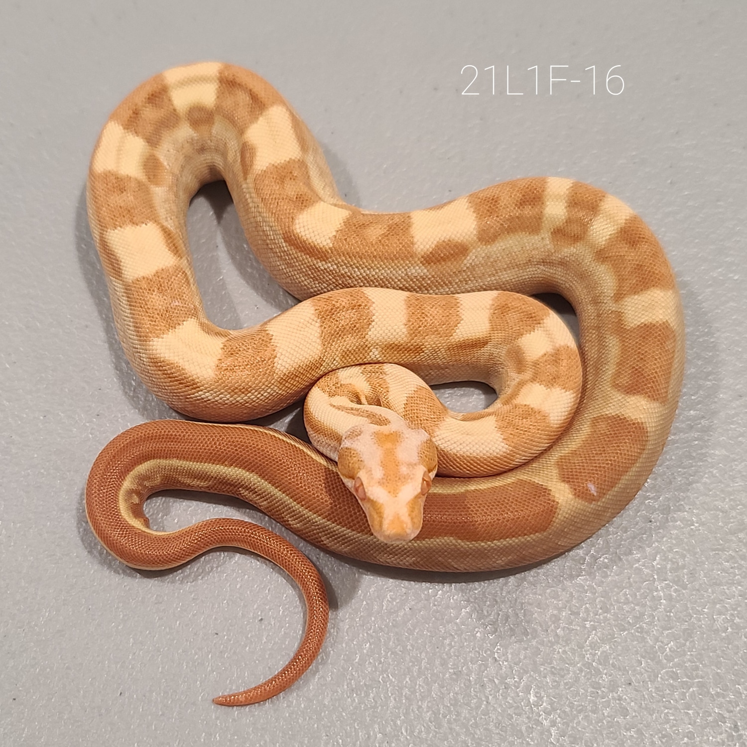 Sharp Sunglow Aztec Motley Jungle Boa Constrictor by Kittinger Reptiles ...