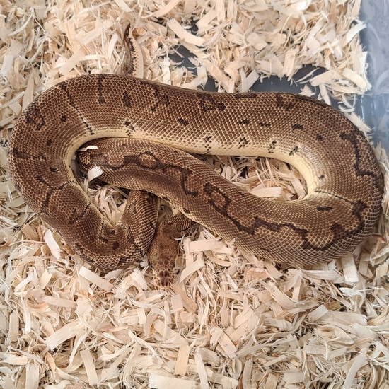 Pinstripe Clown Het DG Ball Python by Kittinger Reptiles