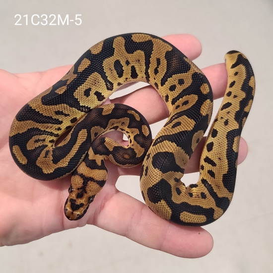 Acid Clown Ball Python by Kittinger Reptiles