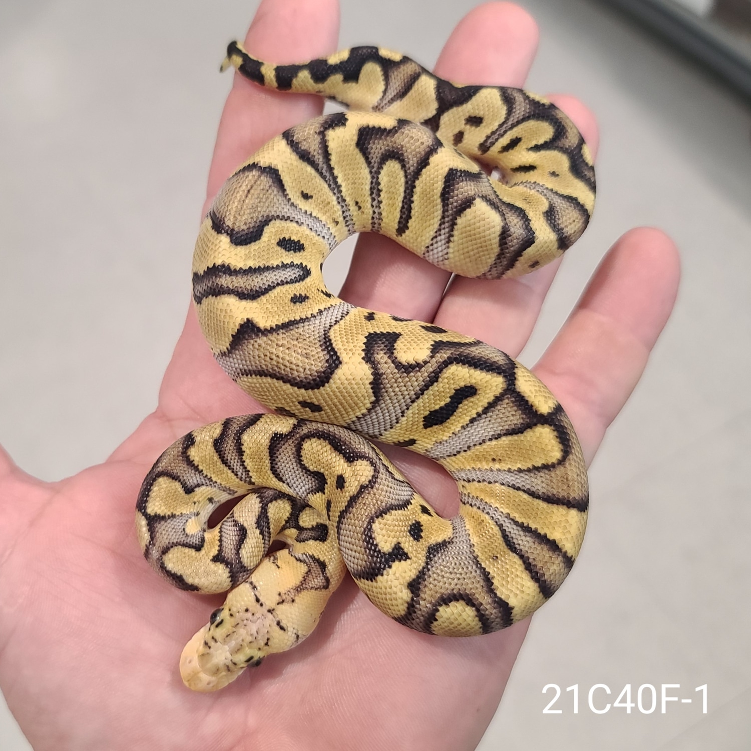 GHI Pastel Clown Ball Python by Kittinger Reptiles - MorphMarket