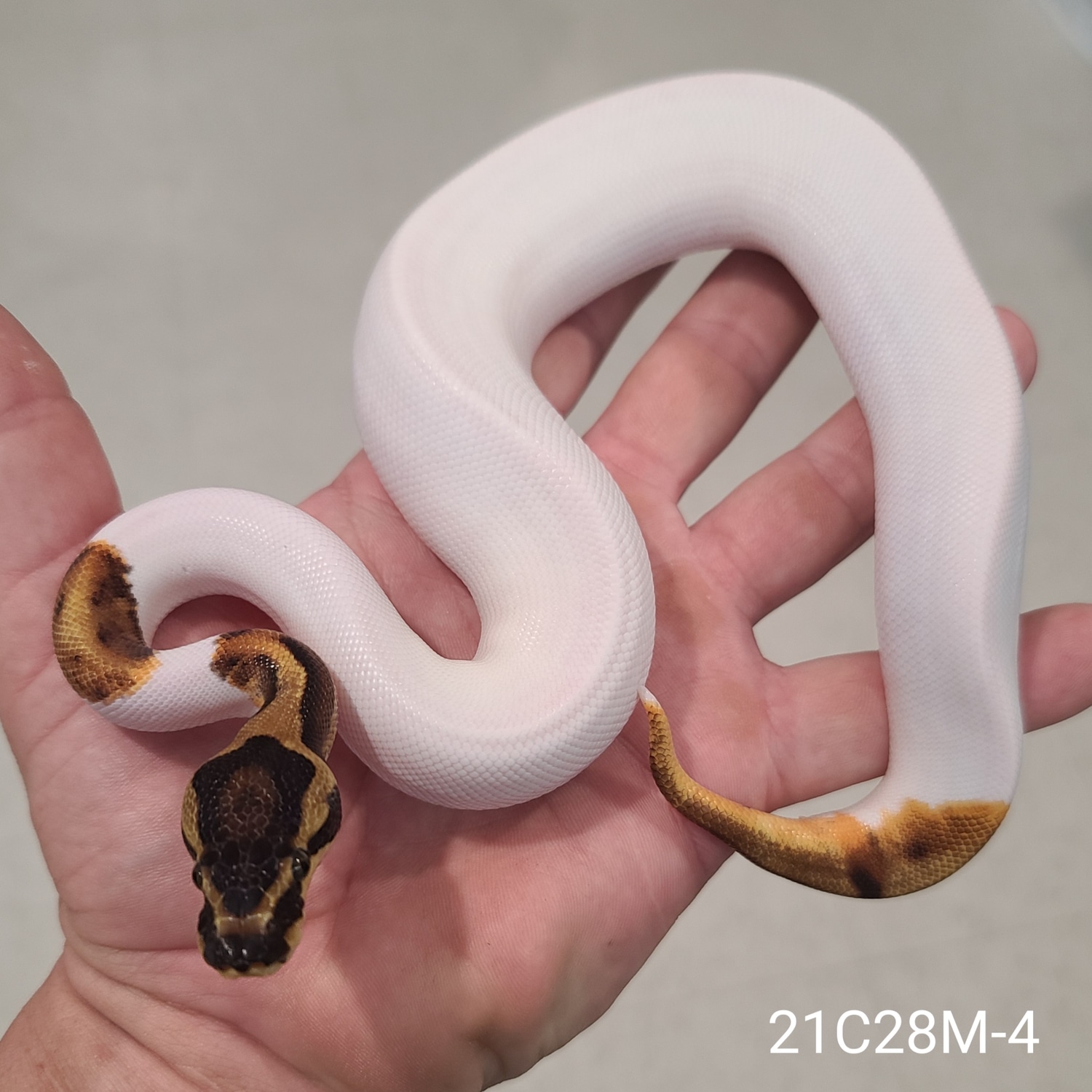 Enchi Pied Het DG Ball Python by Kittinger Reptiles - MorphMarket