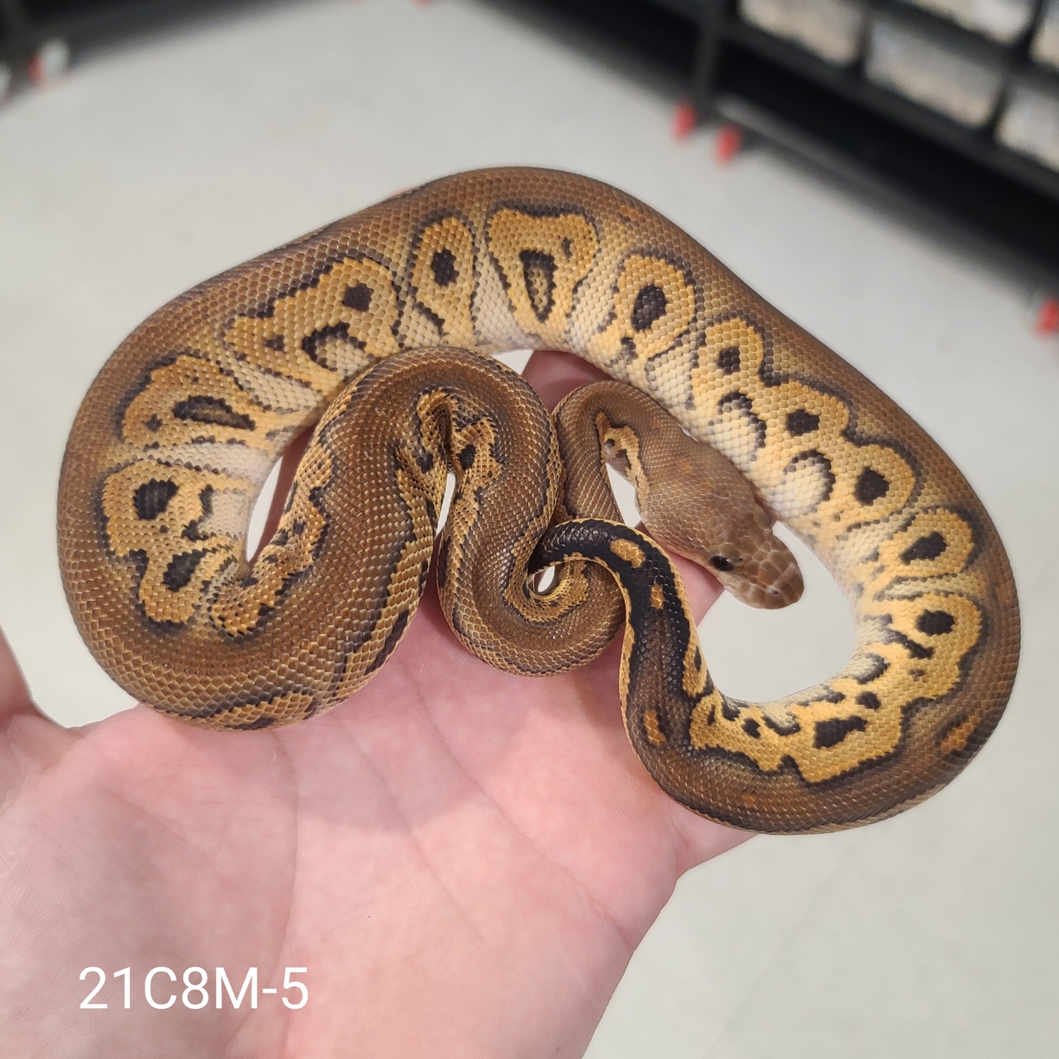 Black Pastel Clown Ball Python by Kittinger Reptiles - MorphMarket