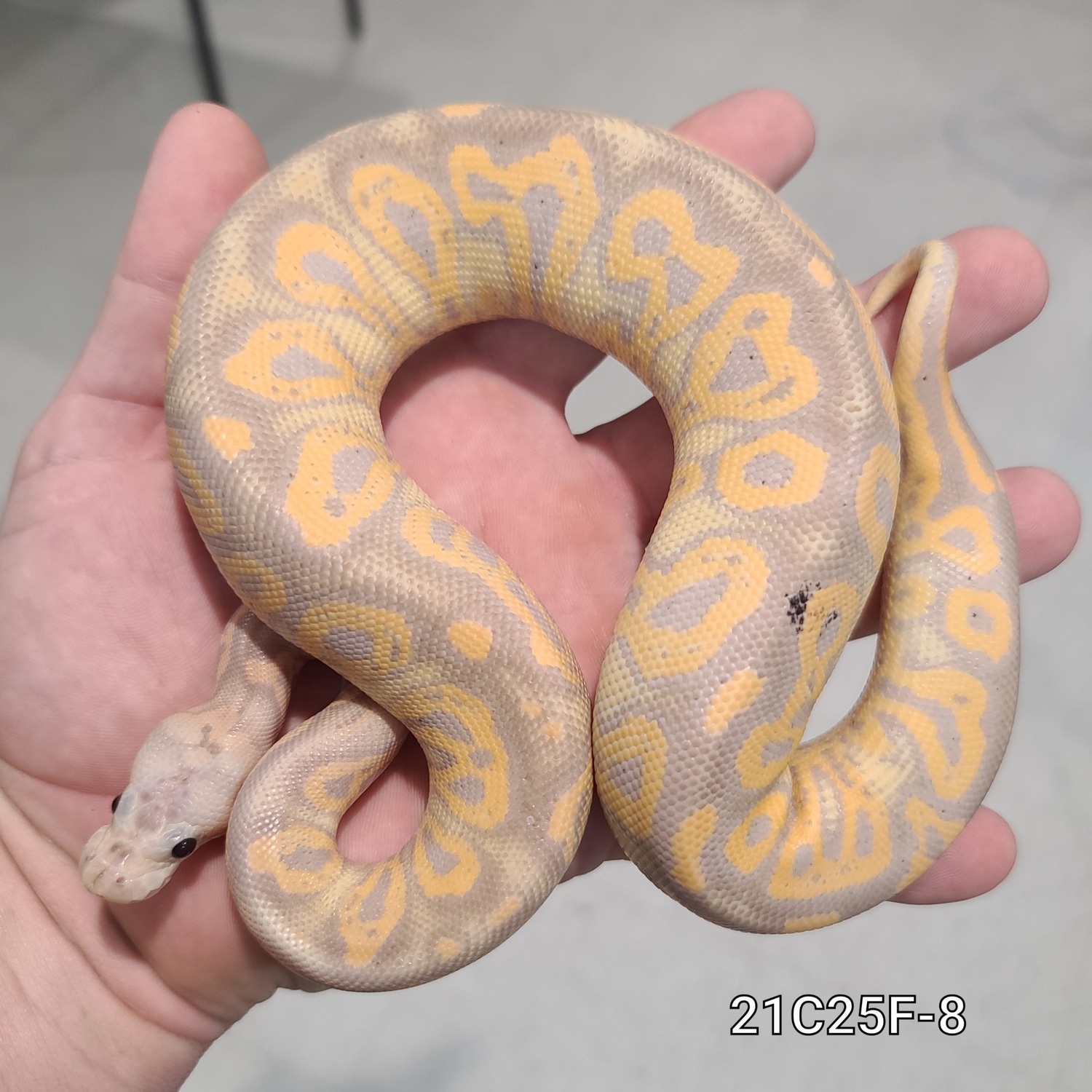 Acid Black Pastel Banana Clown Ball Python by Kittinger Reptiles ...
