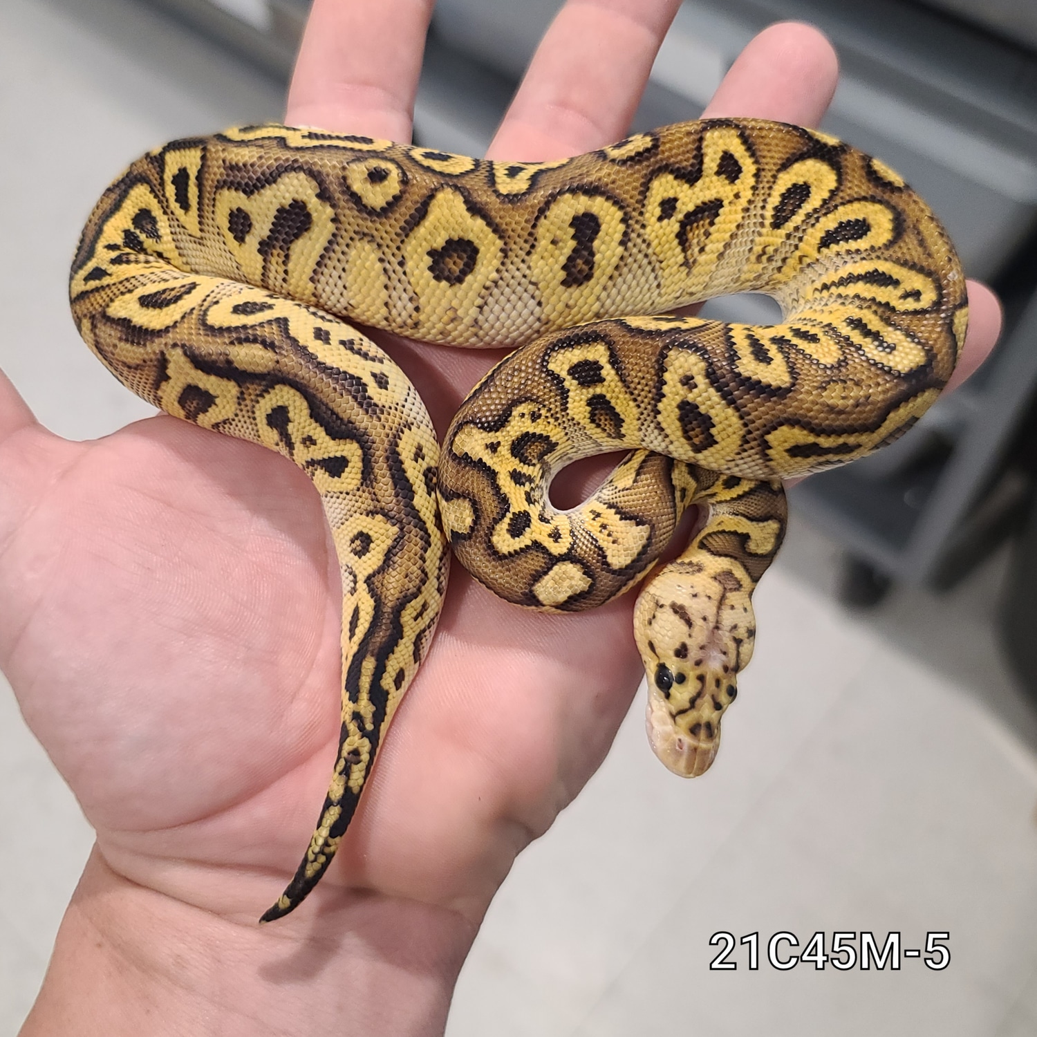 Pastel Cypress Clown Pos Trick Ball Python by Kittinger Reptiles ...