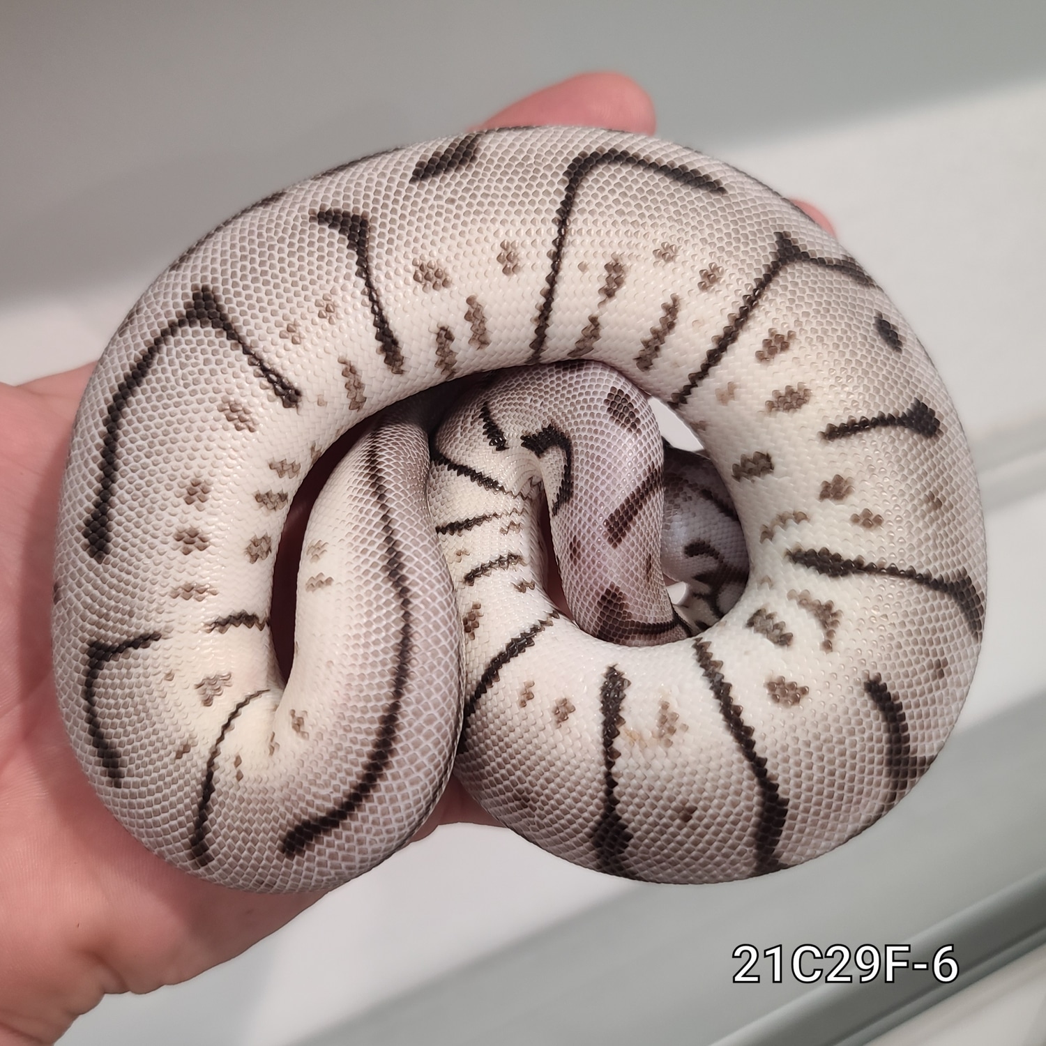 VPI Axanthic Leopard Bumble Bee Ball Python by Kittinger Reptiles ...