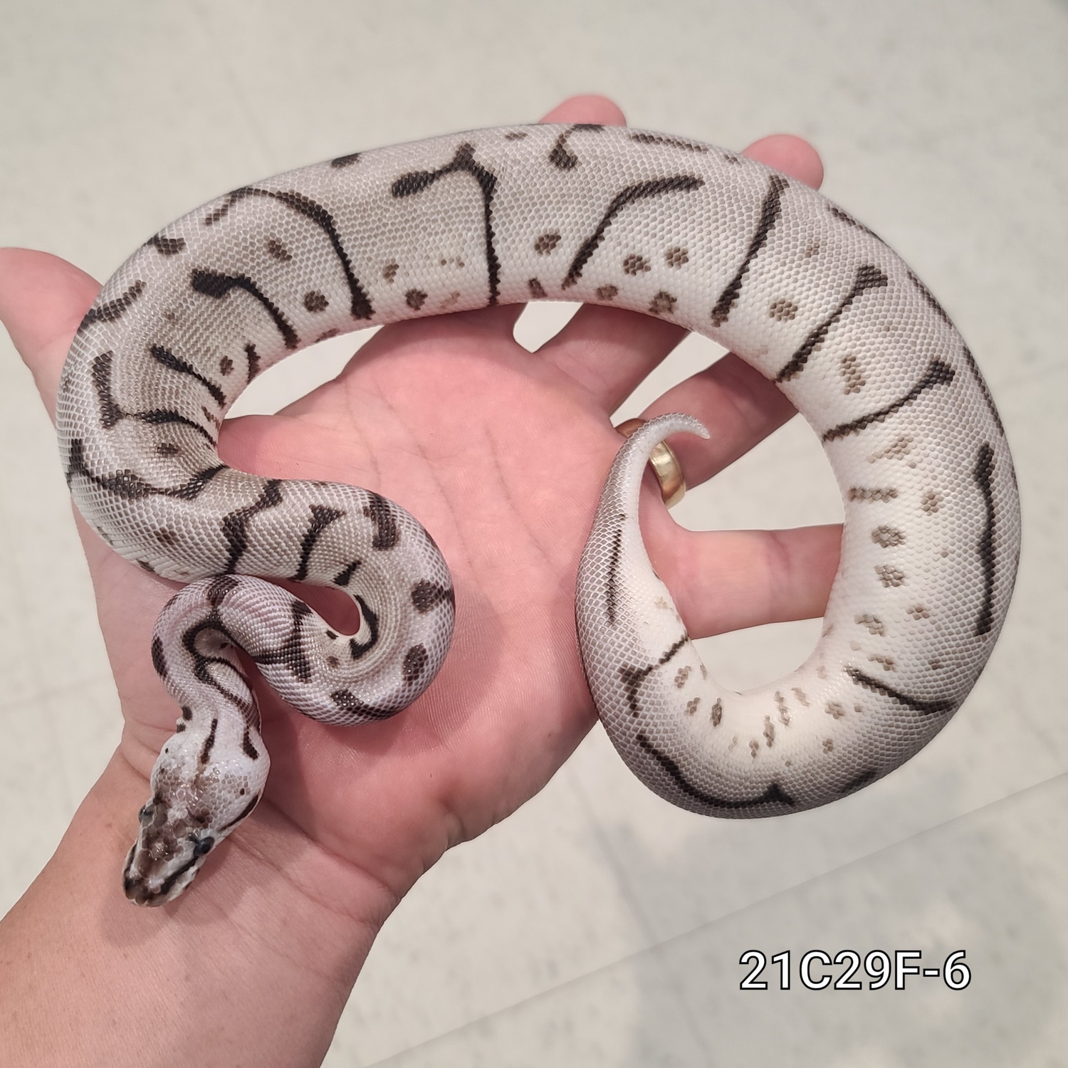 VPI Axanthic Leopard Bumble Bee Ball Python by Kittinger Reptiles ...