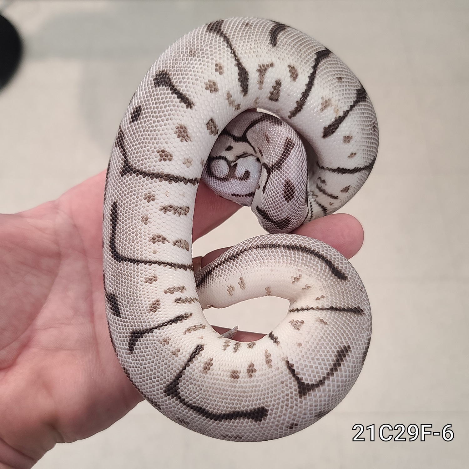 VPI Axanthic Leopard Bumble Bee Ball Python by Kittinger Reptiles ...