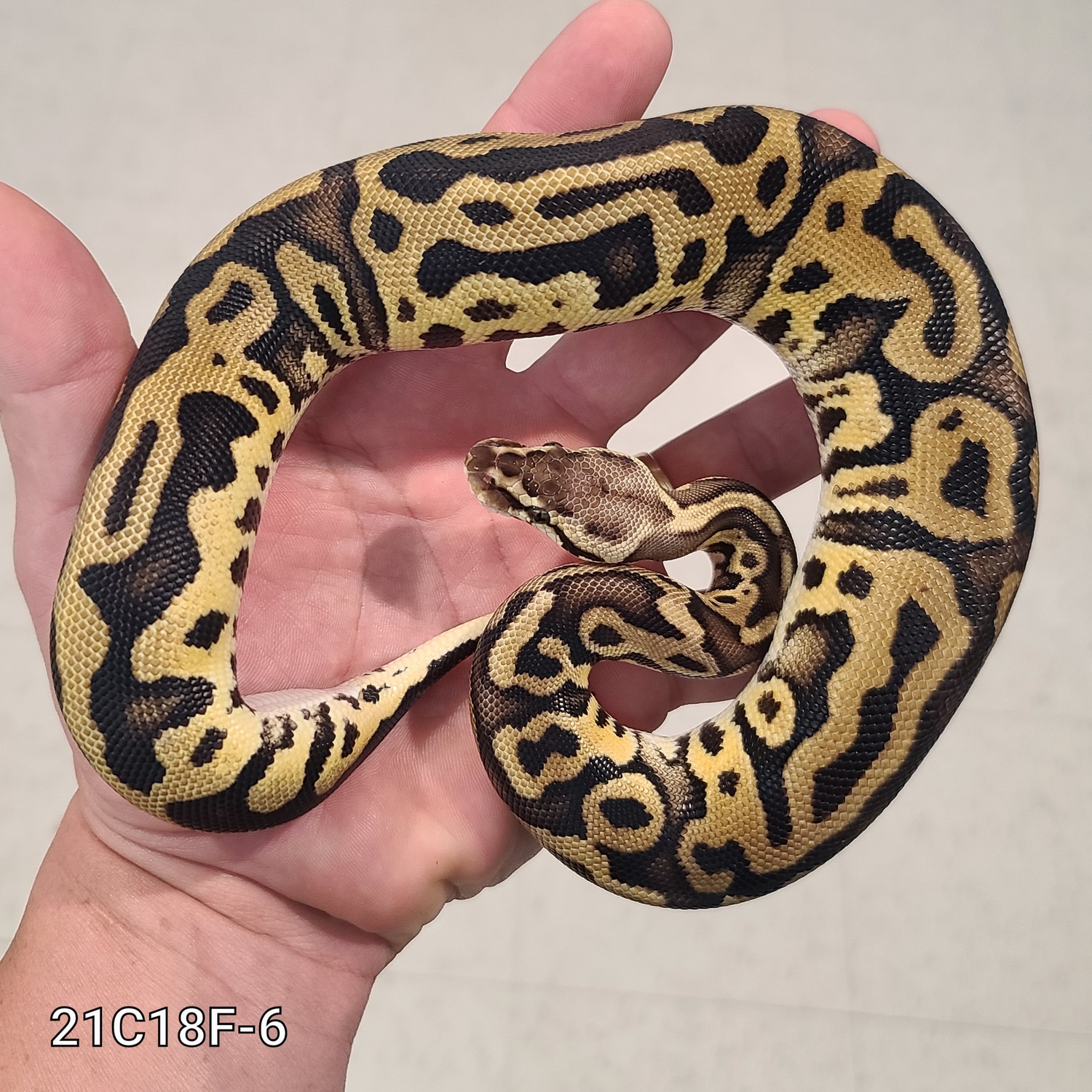 Pastel Leopard 66% Het VPI Axanthic Clown Ball Python by Kittinger ...