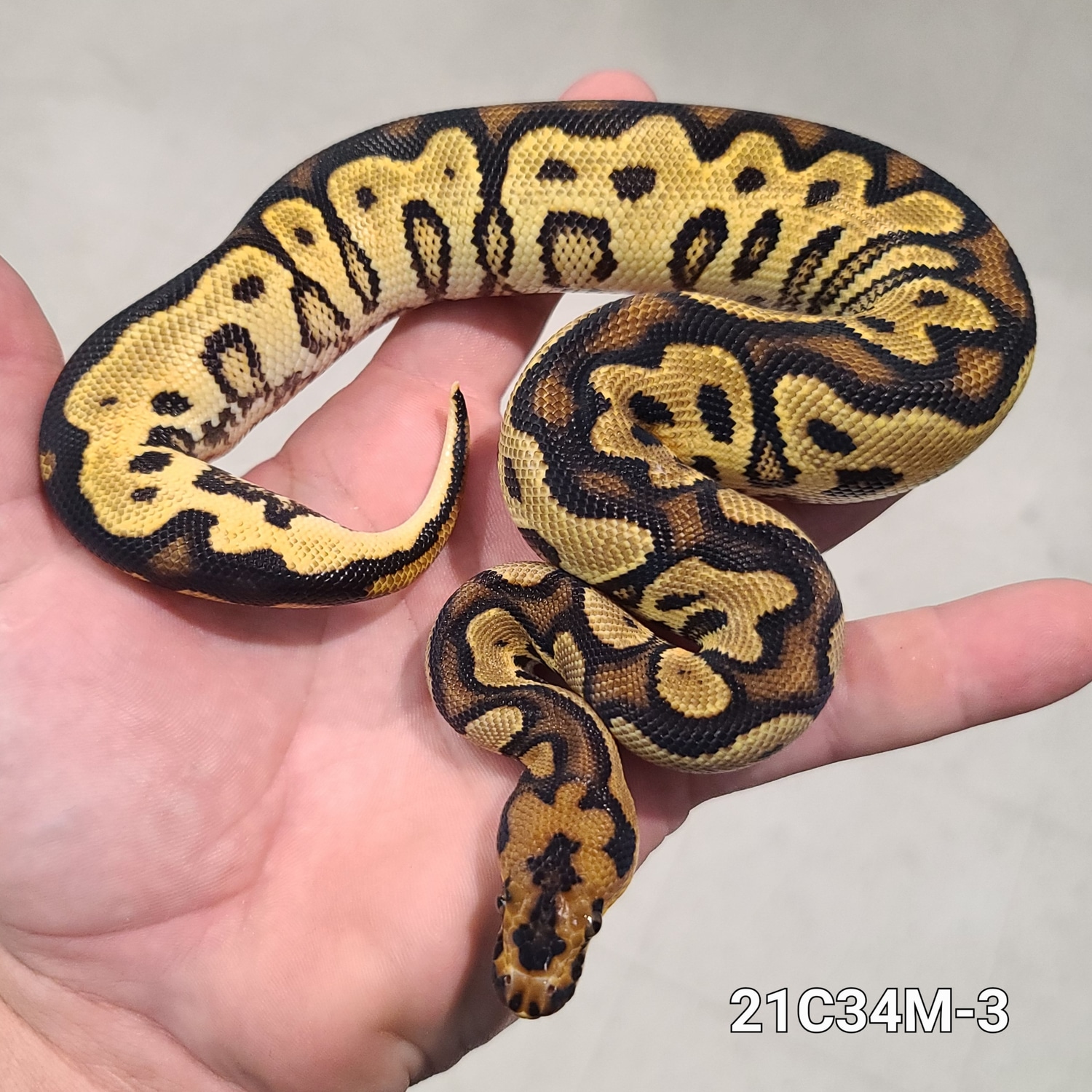 OD YB Clown Ball Python by Kittinger Reptiles - MorphMarket