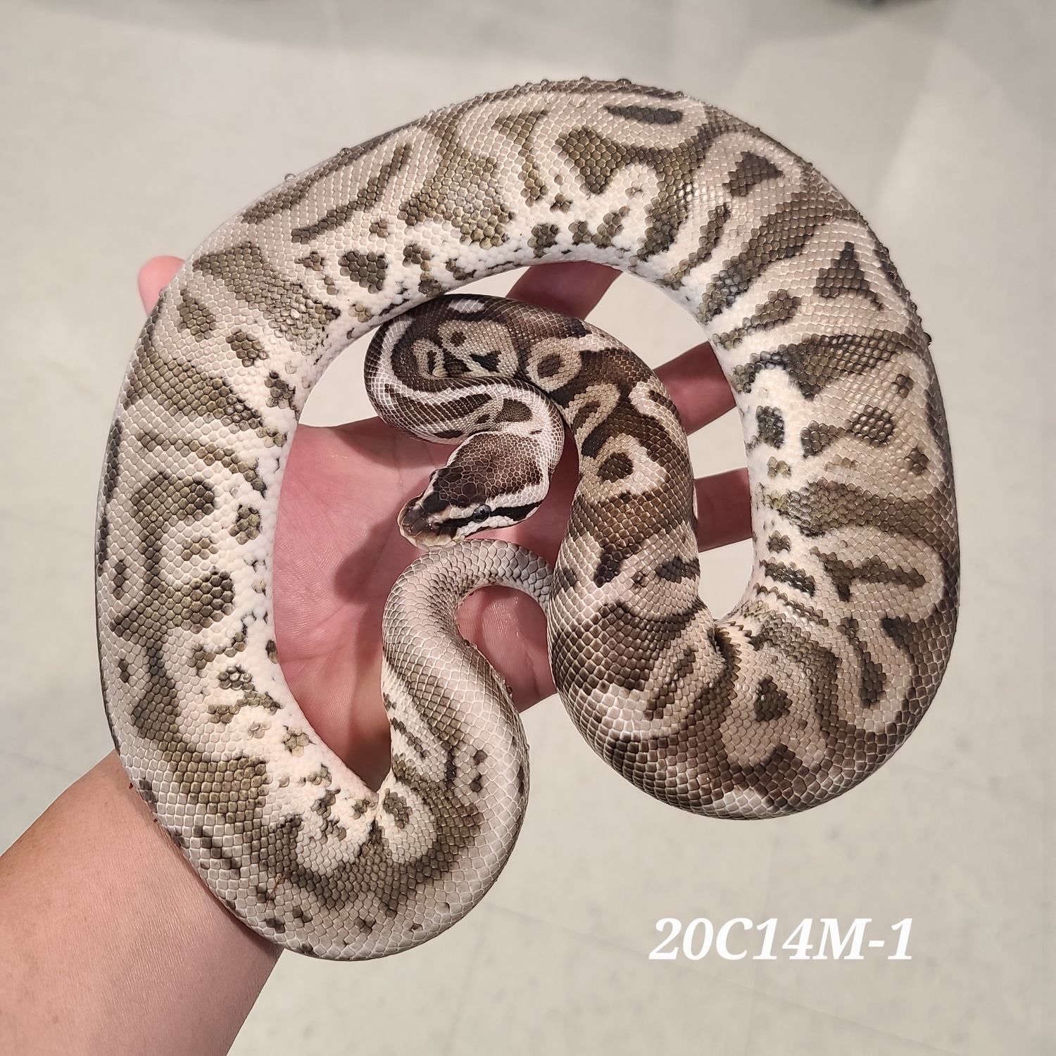 VPI Axanthic Pastel Leopard Pos Het Pied Ball Python by Kittinger ...
