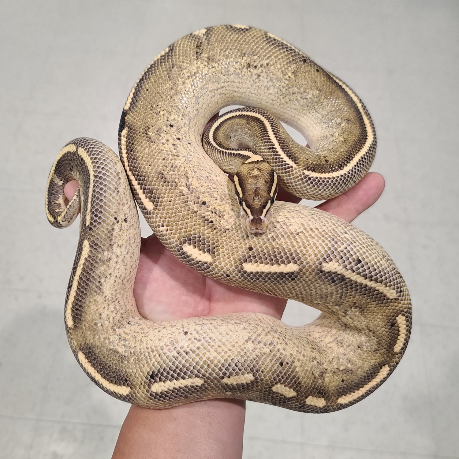 Freeway Ball Python by Kittinger Reptiles - MorphMarket