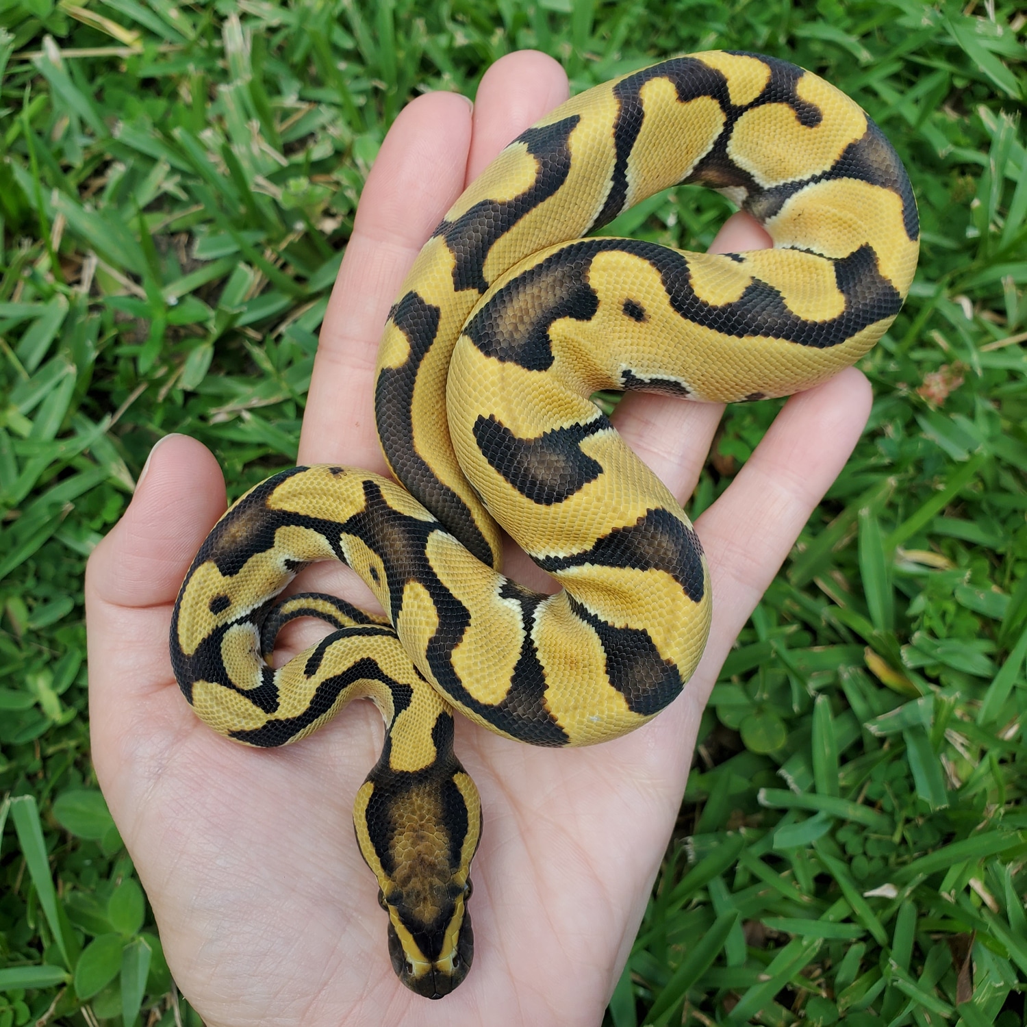 Enchi DG Pos Het Pied Ball Python by Kittinger Reptiles - MorphMarket