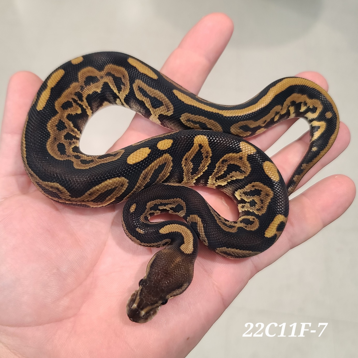 Black Pastel Leopard Dbl Het VPI Axanthic Clown Ball Python by ...