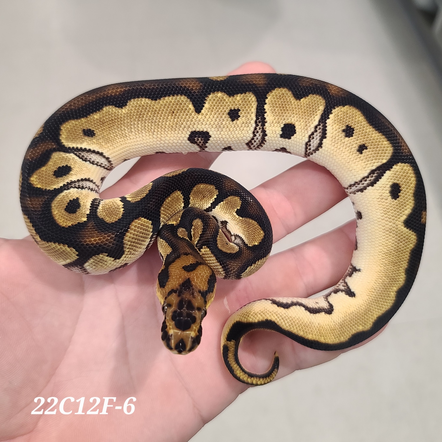 OD Clown Pos Het Pied Ball Python by Kittinger Reptiles - MorphMarket