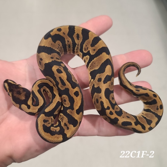 Acid Het Clown Ball Python by Kittinger Reptiles