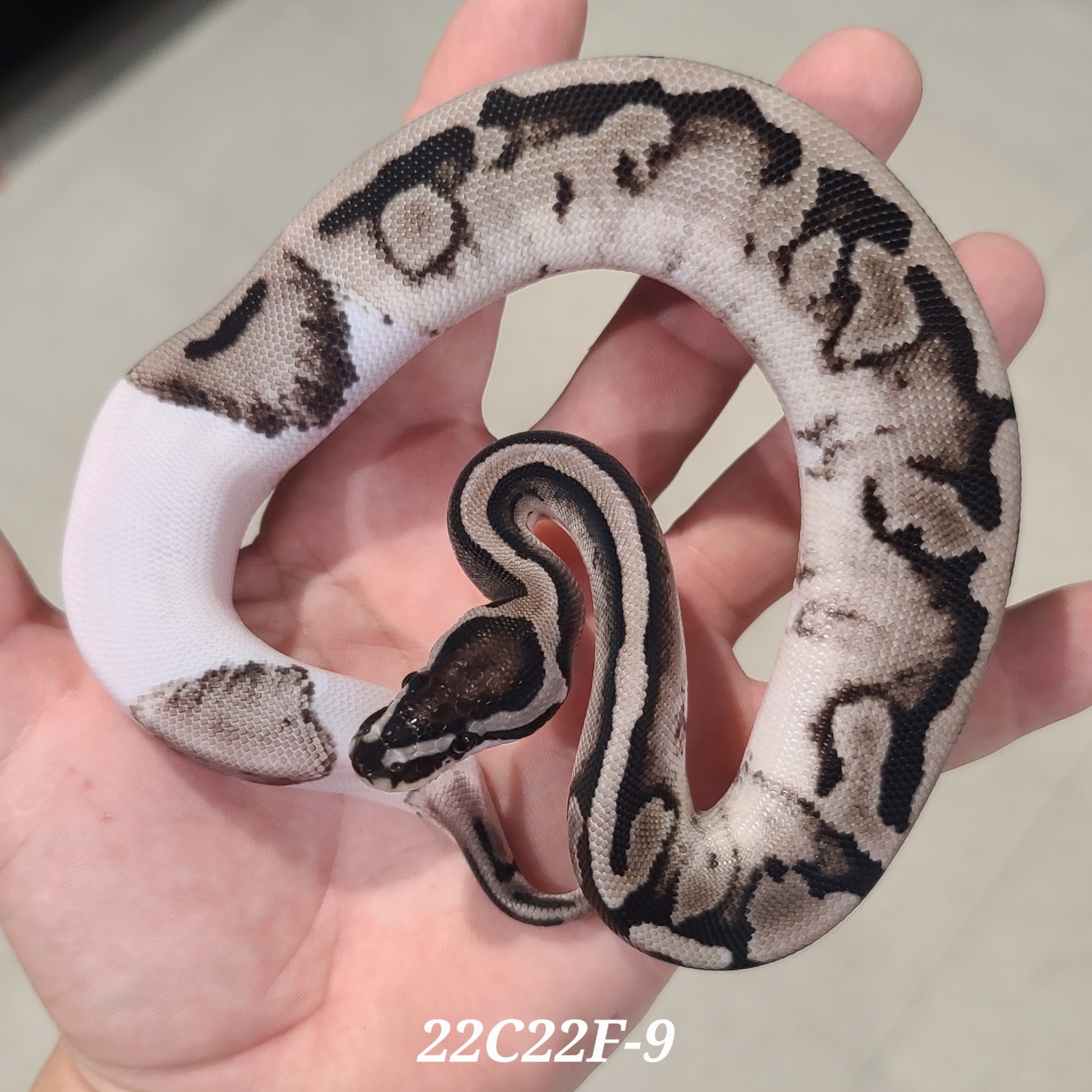 VPI Axanthic Pied Ball Python by Kittinger Reptiles - MorphMarket